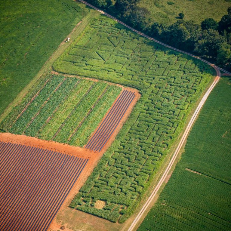 Corn Maze - Lynchburg, Rustburg, Central Virginia - Yoders' Farm